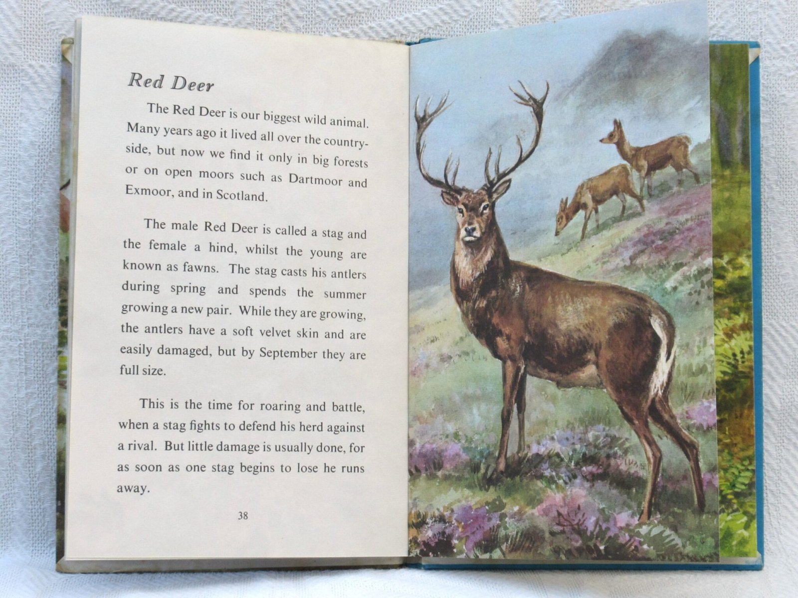 Vintage Ladybird Books Nature Series British Wild Animals